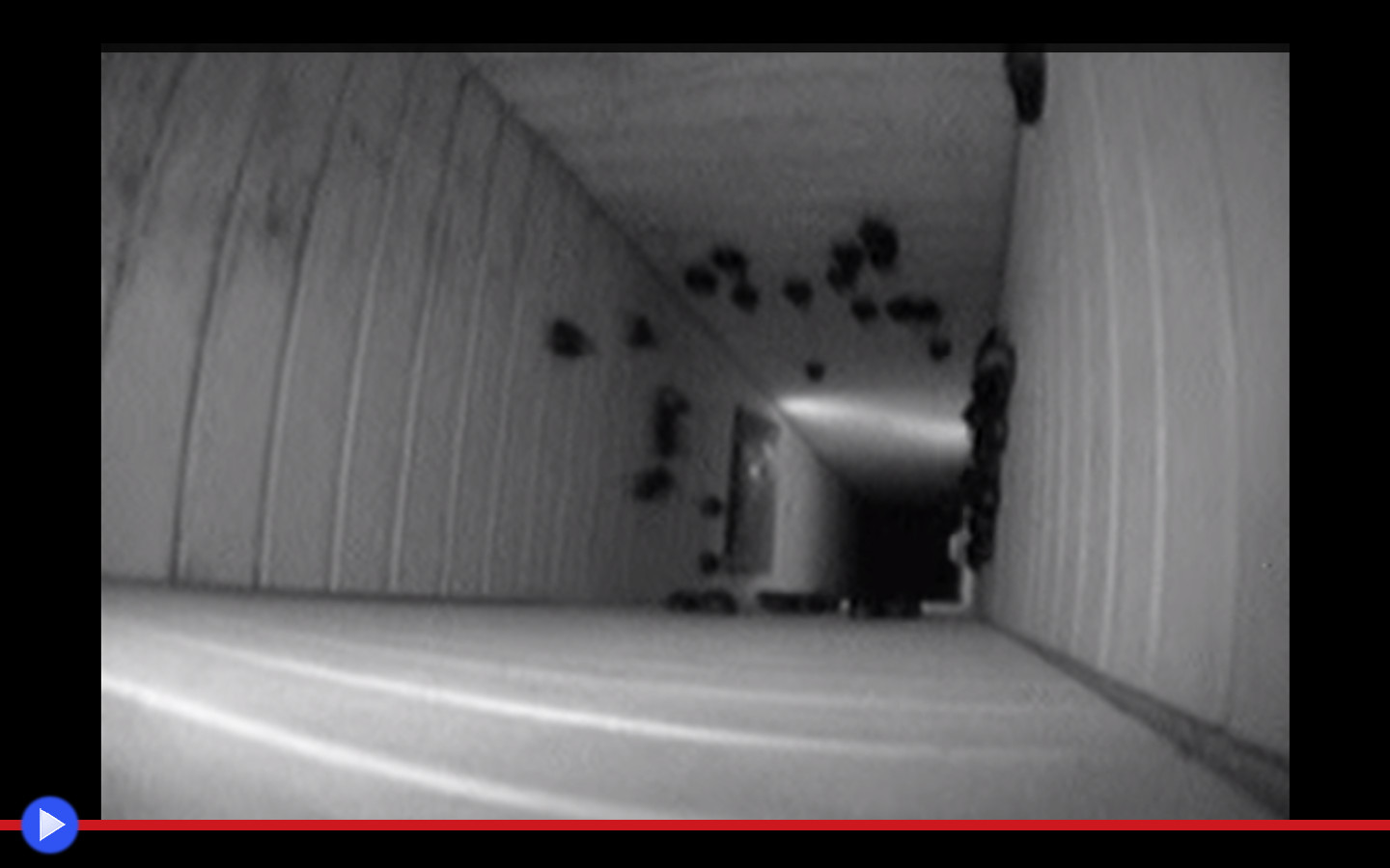 Con la casa invasa da un intero stormo di rondoni - Il blog di Jacopo ...