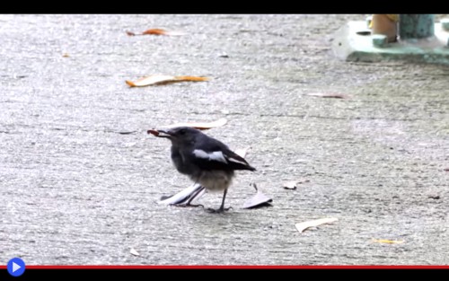 Quando i corvi si ricoprono con le formiche - Il blog di Jacopo Ranieri