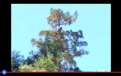 Chi misura gli alberi più alti al mondo – Il blog di Jacopo Ranieri