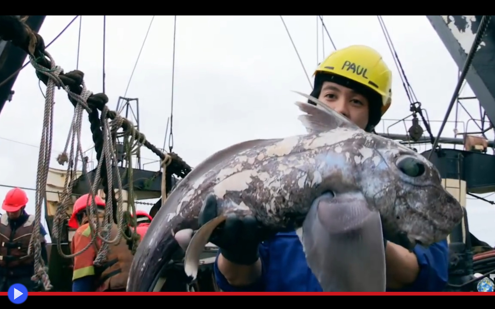L'inquietante sguardo dello squalo fantasma - Il blog di Jacopo Ranieri
