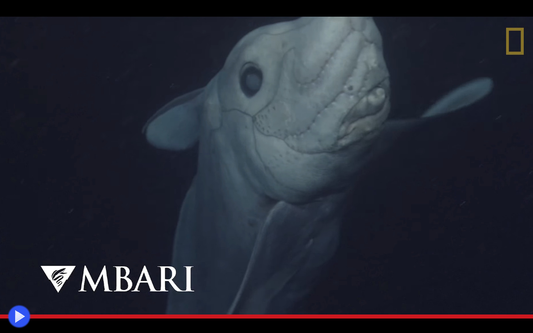 L'inquietante sguardo dello squalo fantasma - Il blog di Jacopo Ranieri