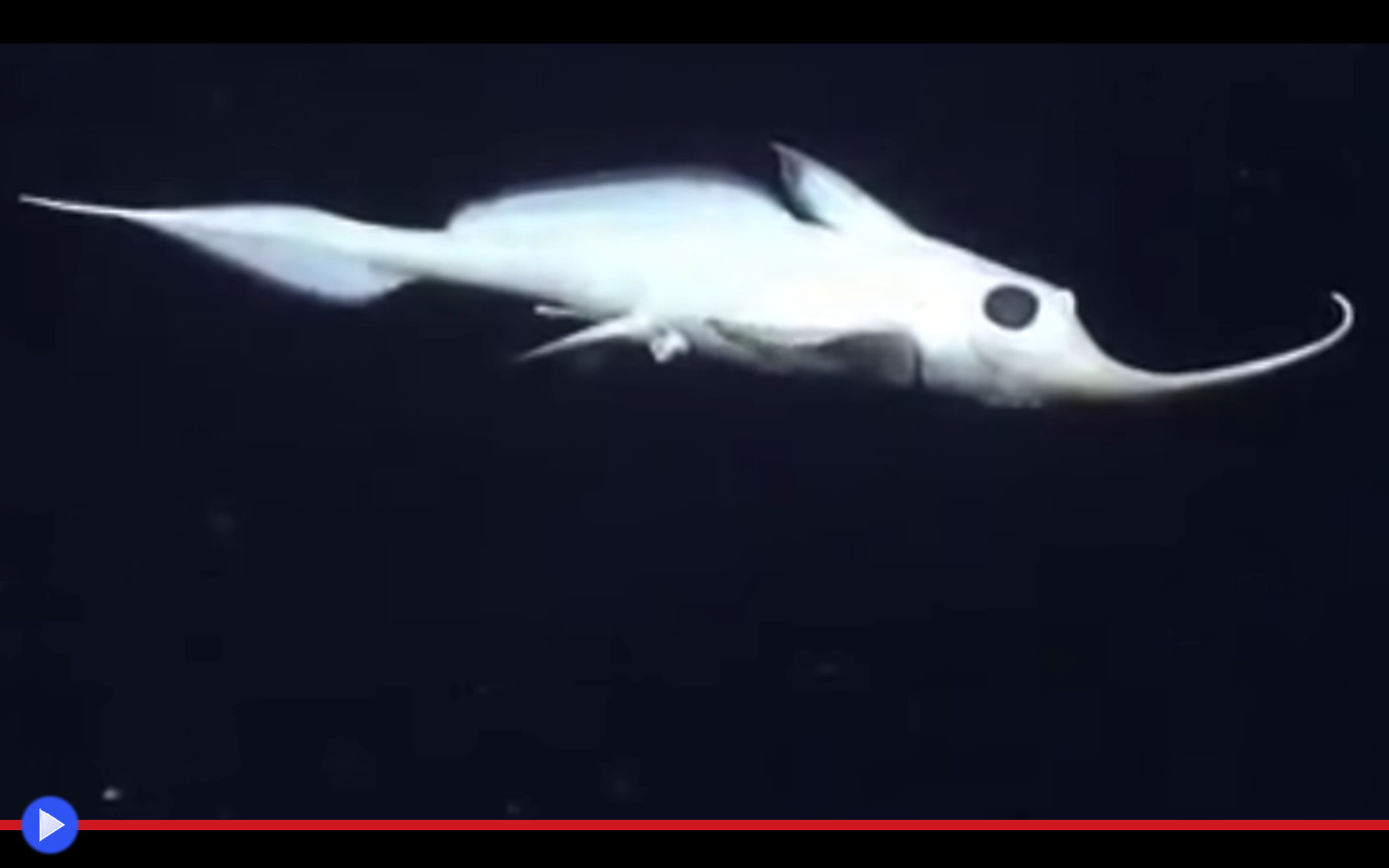 L'inquietante sguardo dello squalo fantasma - Il blog di Jacopo Ranieri