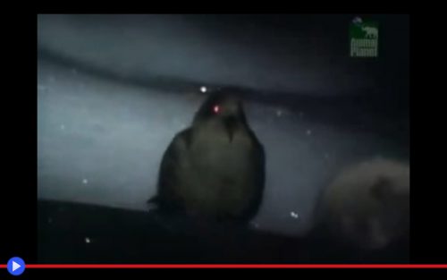 La lunga notte del pappagallo vampiro – Il blog di Jacopo Ranieri