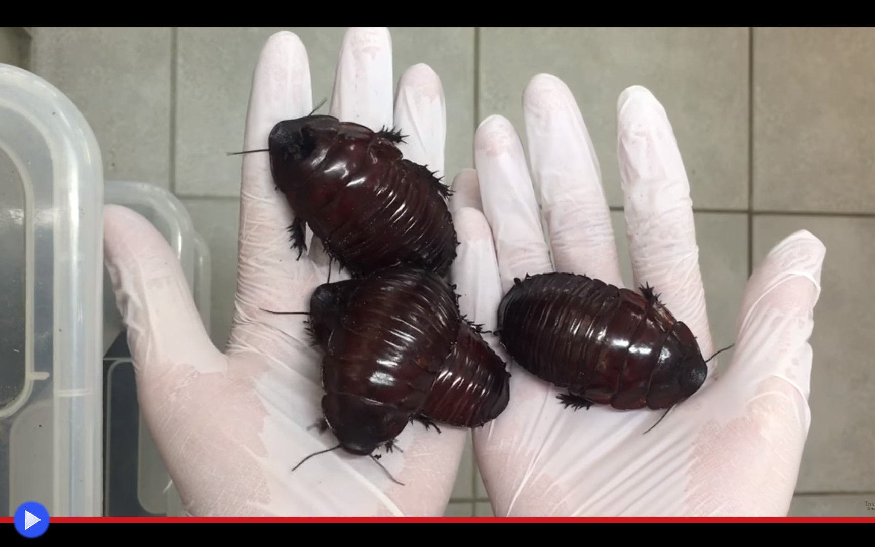 L'istinto materno dello scarafaggio gigante - Il blog di Jacopo Ranieri