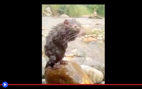 L'inciampo internazionale del "topo" che si lava - Il blog di Jacopo ...