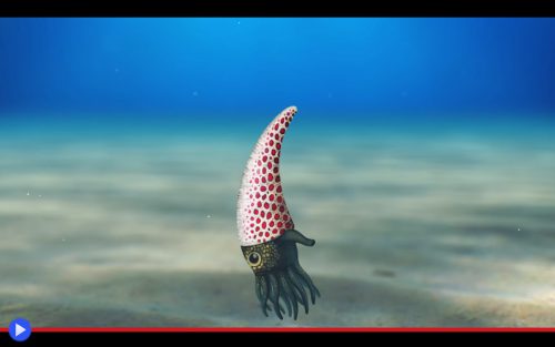 La conchiglia in cui risuona il canto della Preistoria - Il blog di ...