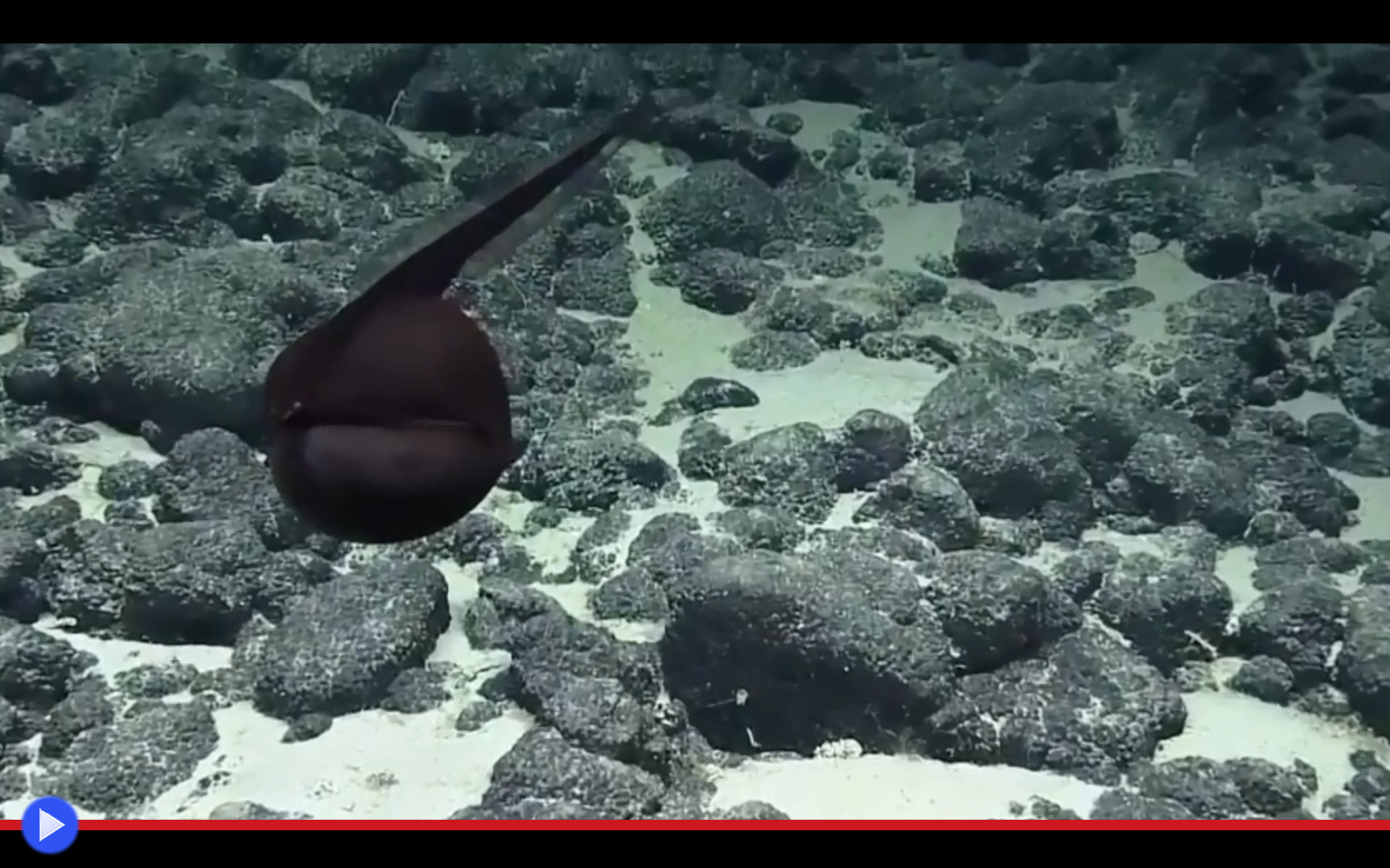 Gruppo di scienziati avvista l'anguilla ingoiatrice - Il blog di Jacopo ...