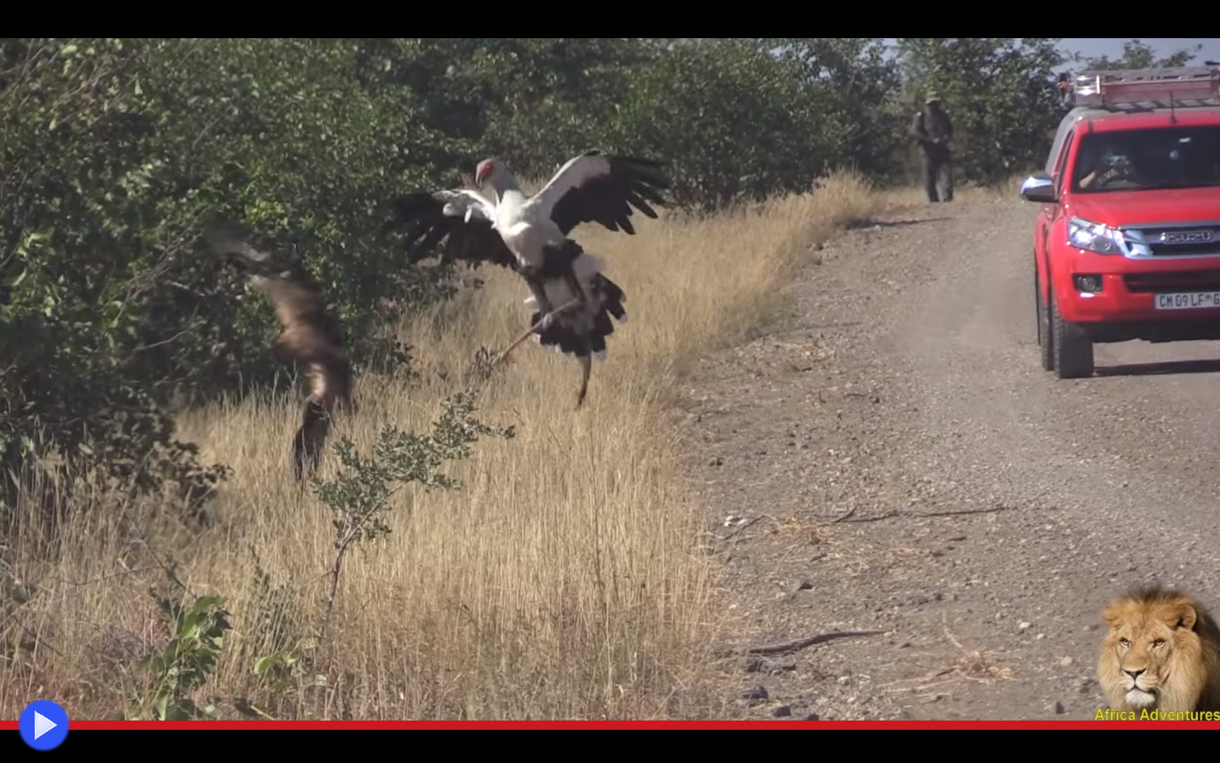 L’eleganza dell’uccello che calpesta i serpenti del Serengeti – Il blog ...