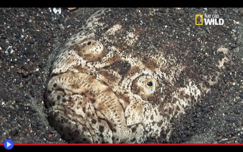 Il pesce lucerna, Stregatto letale dei sette mari - Il blog di Jacopo ...