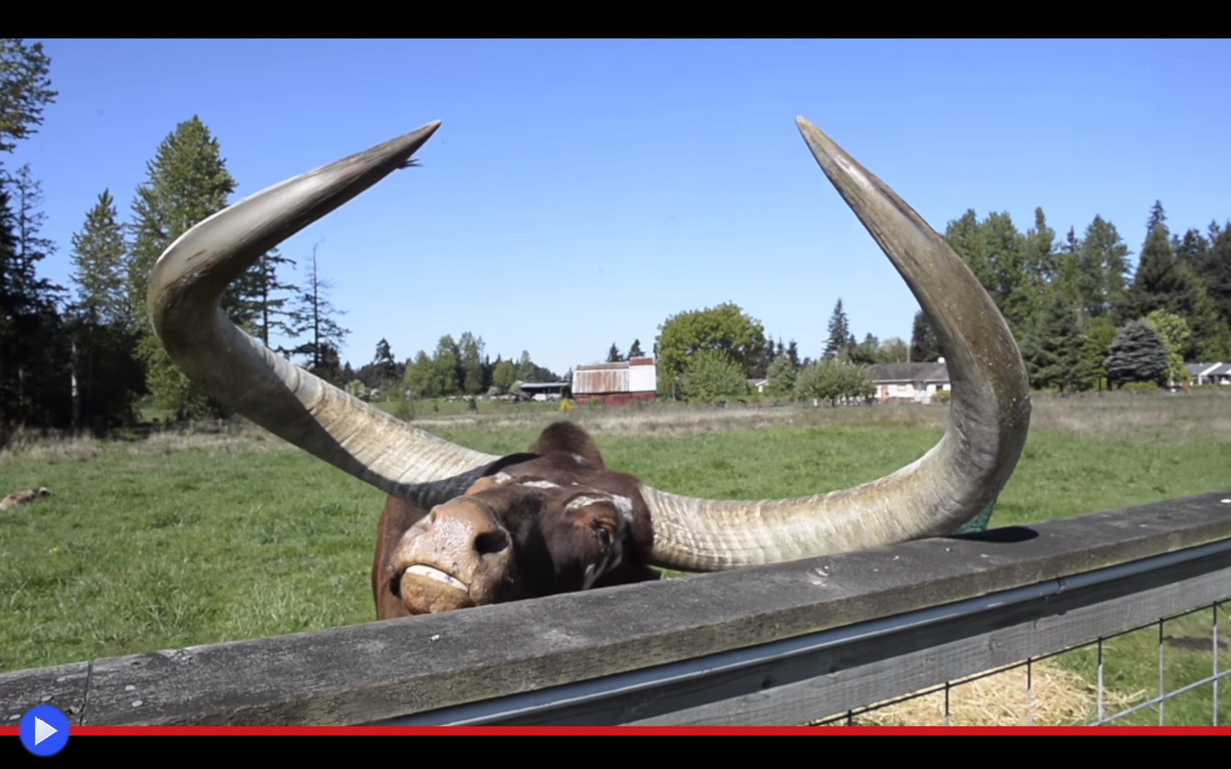 Le grandiose corna del bovino che sorregge il sole d'Uganda - Il blog ...