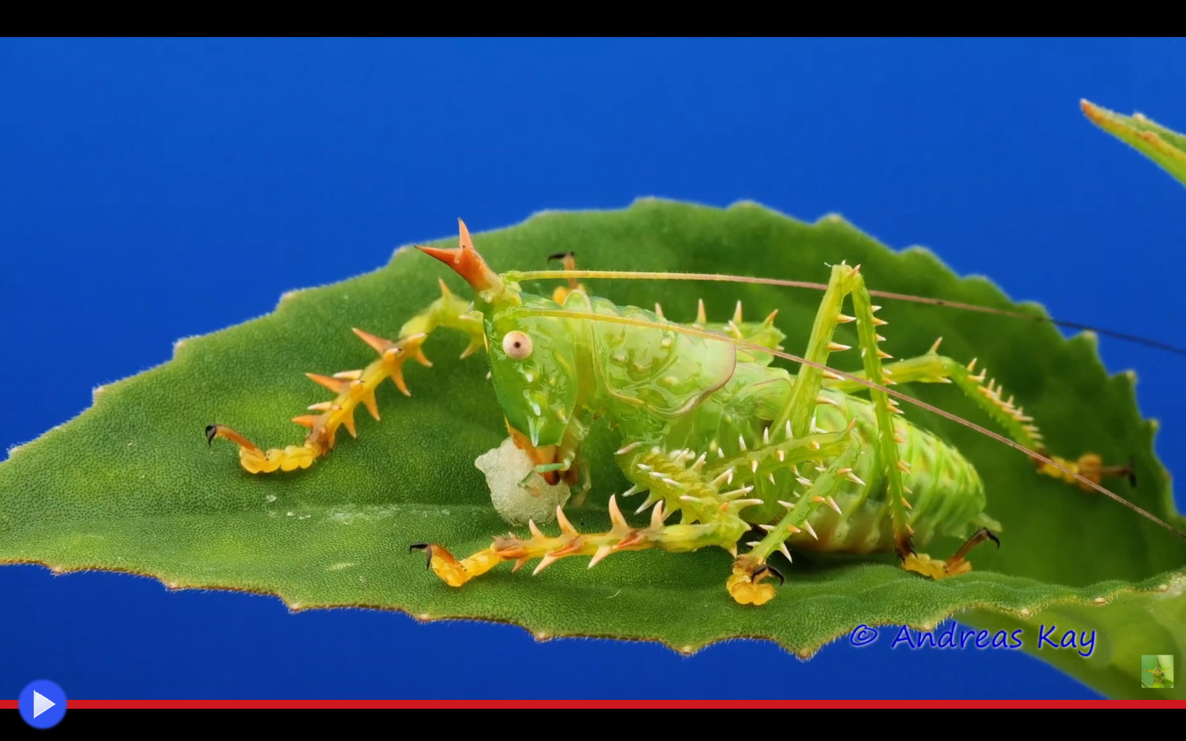 Il complicato canto dell'insetto più spinoso d'Ecuador - Il blog di ...