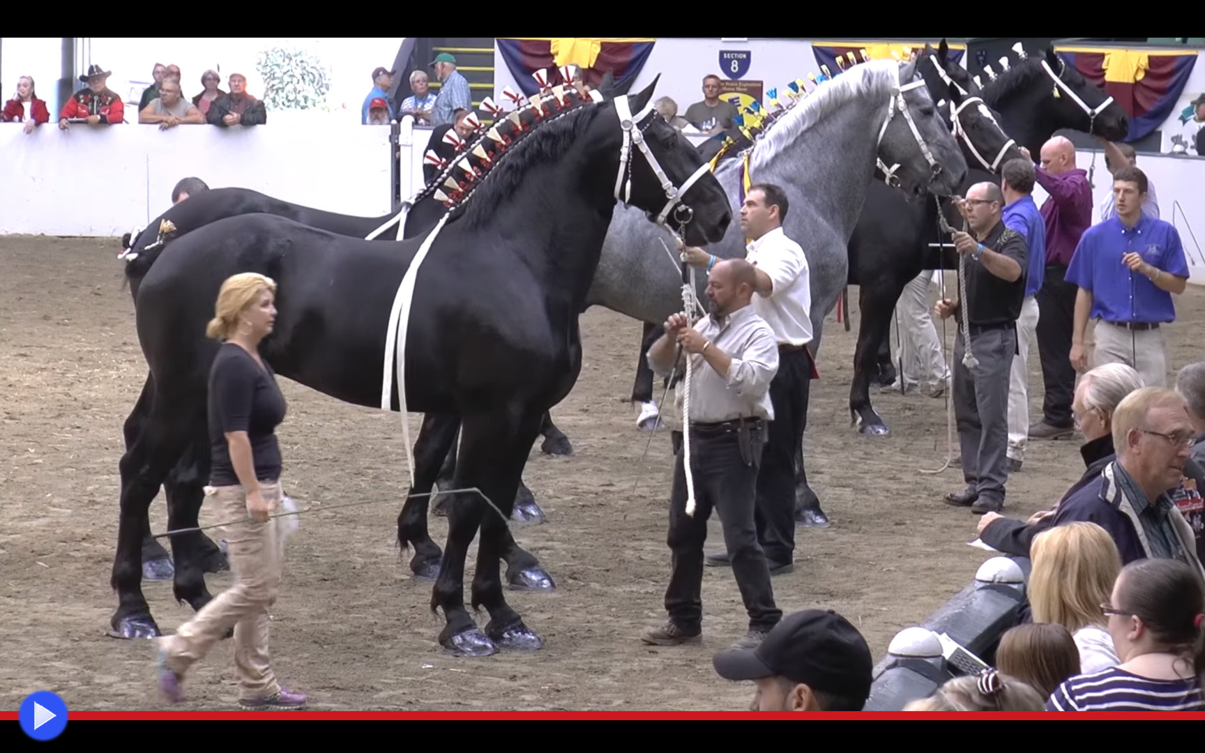 L’imponente presenza del trionfo equino di Percheron – Il blog di ...