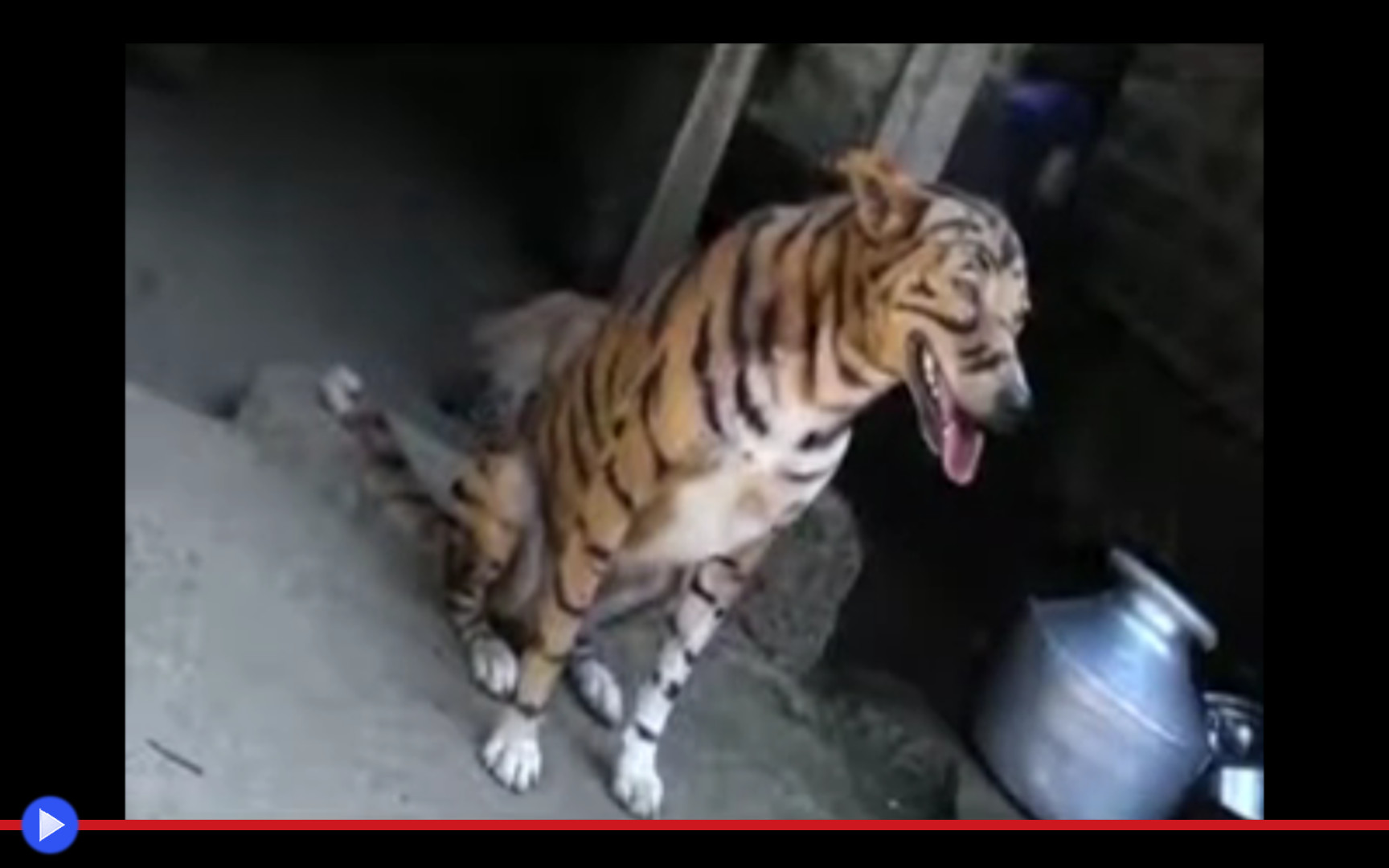 Le terrificanti tigri canine del Karnataka – Il blog di Jacopo Ranieri