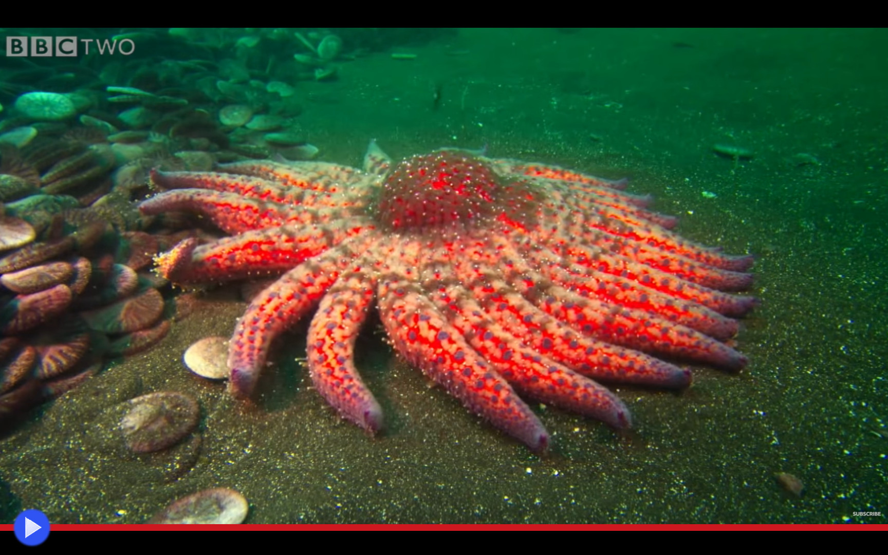 Le conseguenze della strana sindrome che zombifica le stelle marine ...