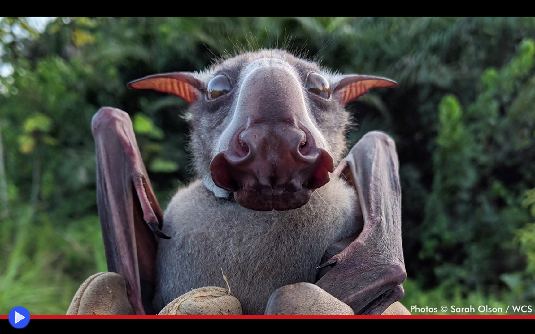 Il mega-pipistrello con il muso di un cammello infernale - Il blog di ...