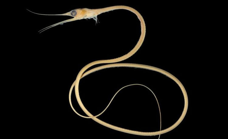 L'anguilla col becco d'anatra che ha più vertebre di una balena - Il ...