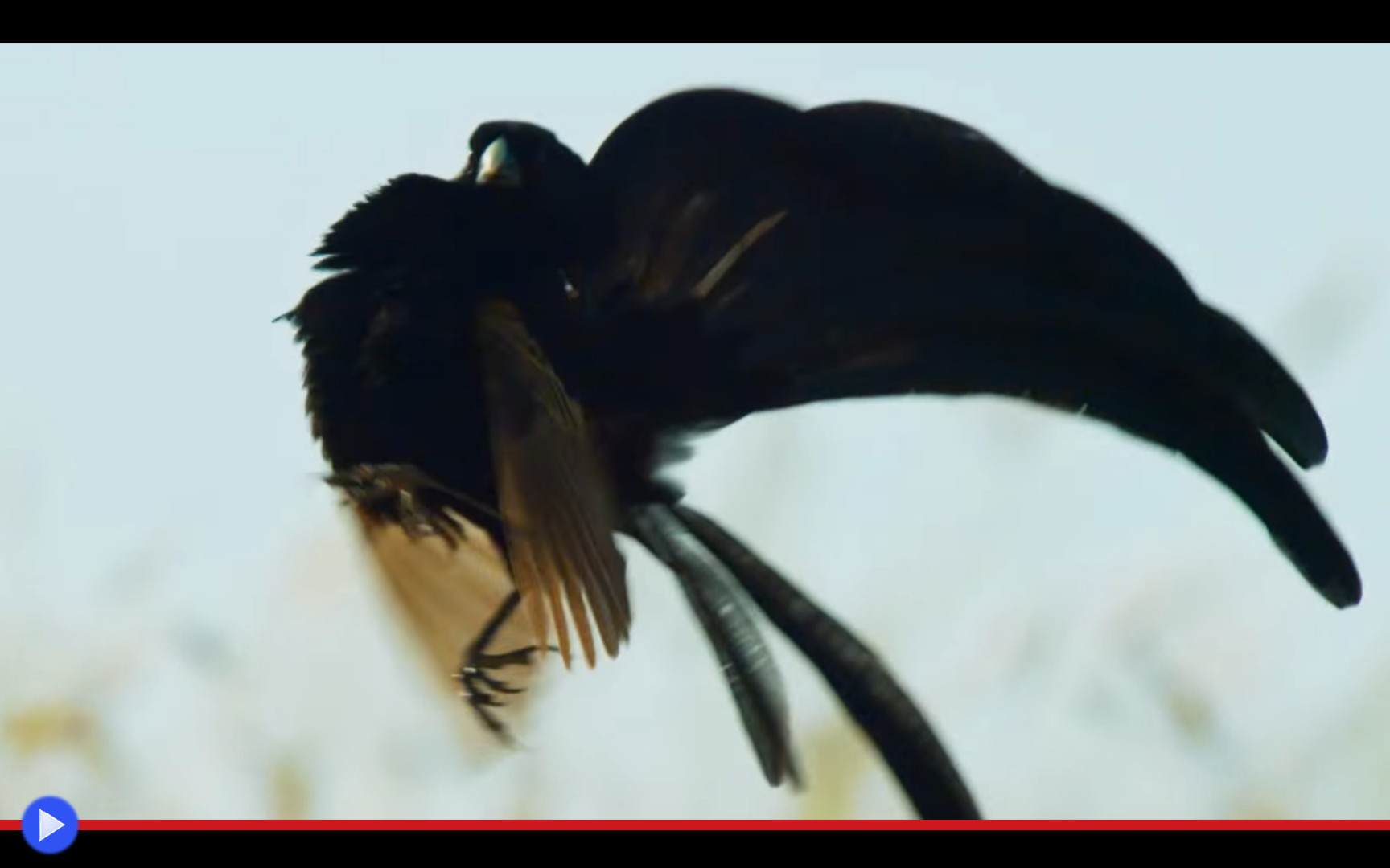 A proposito del Sakabula, passero con la coda di un pavone in miniatura ...