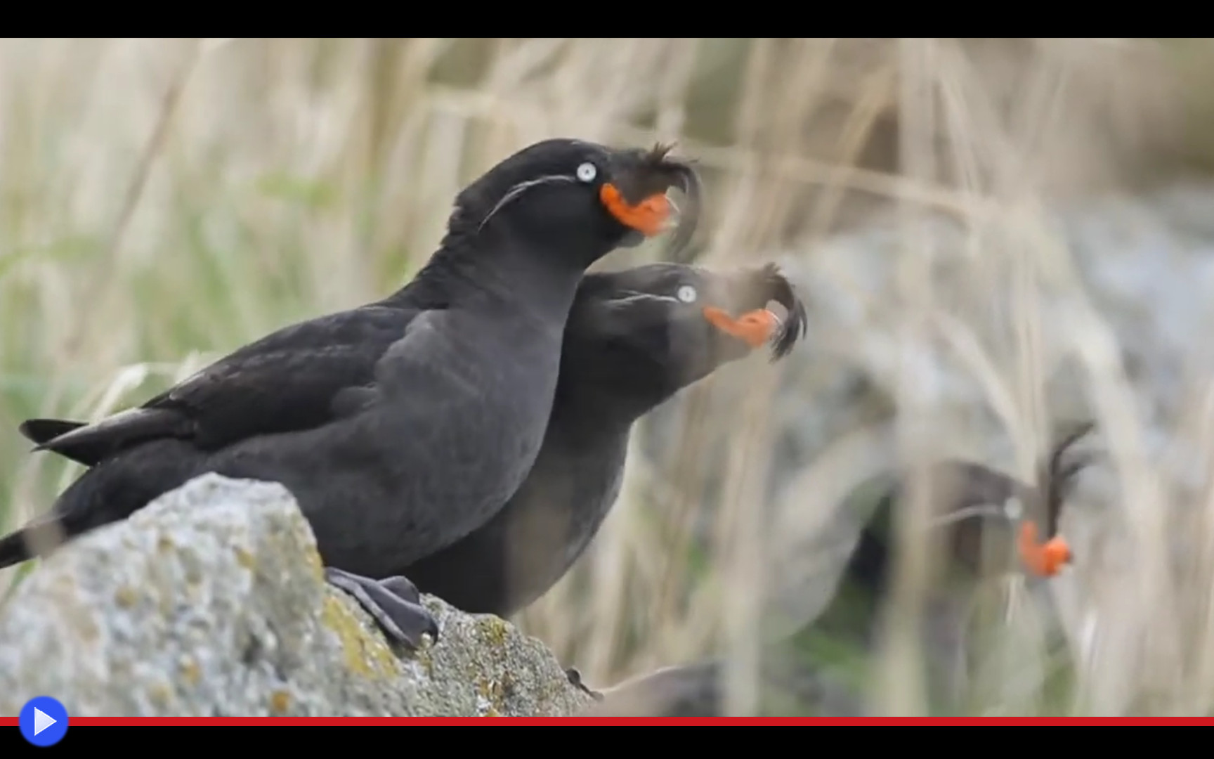 Il ciuffo del pinguino volante che profuma di mandarino - Il blog di ...