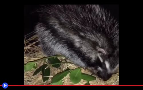 Il topo che ottiene il suo potere dall'albero della morte africano - Il ...