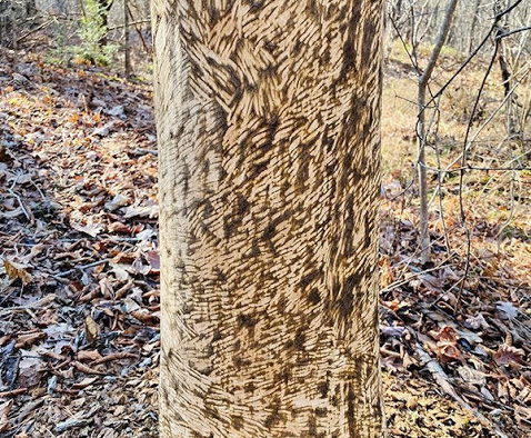 La distruttiva fame arboricola del porcospino nordamericano - Il blog ...