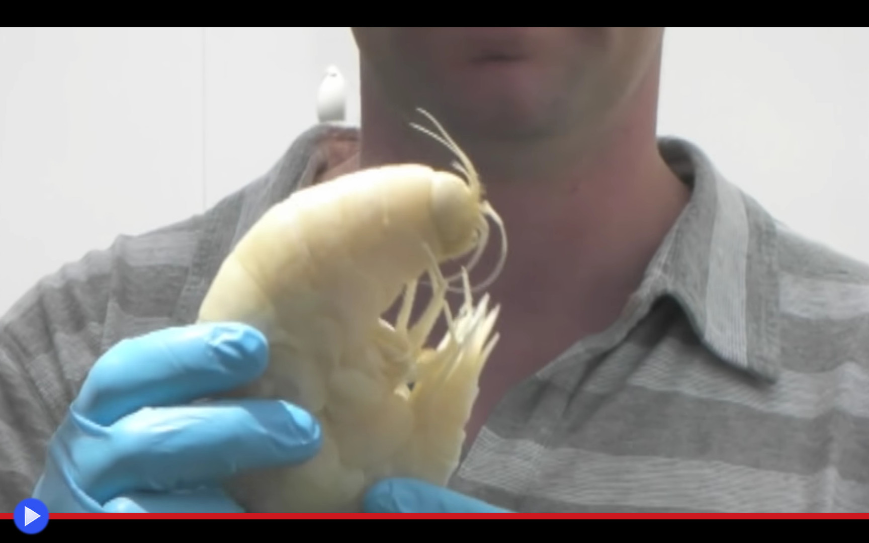 Il piccolo anfipode, drago senza collo che vive sotto i ghiacci eterni ...