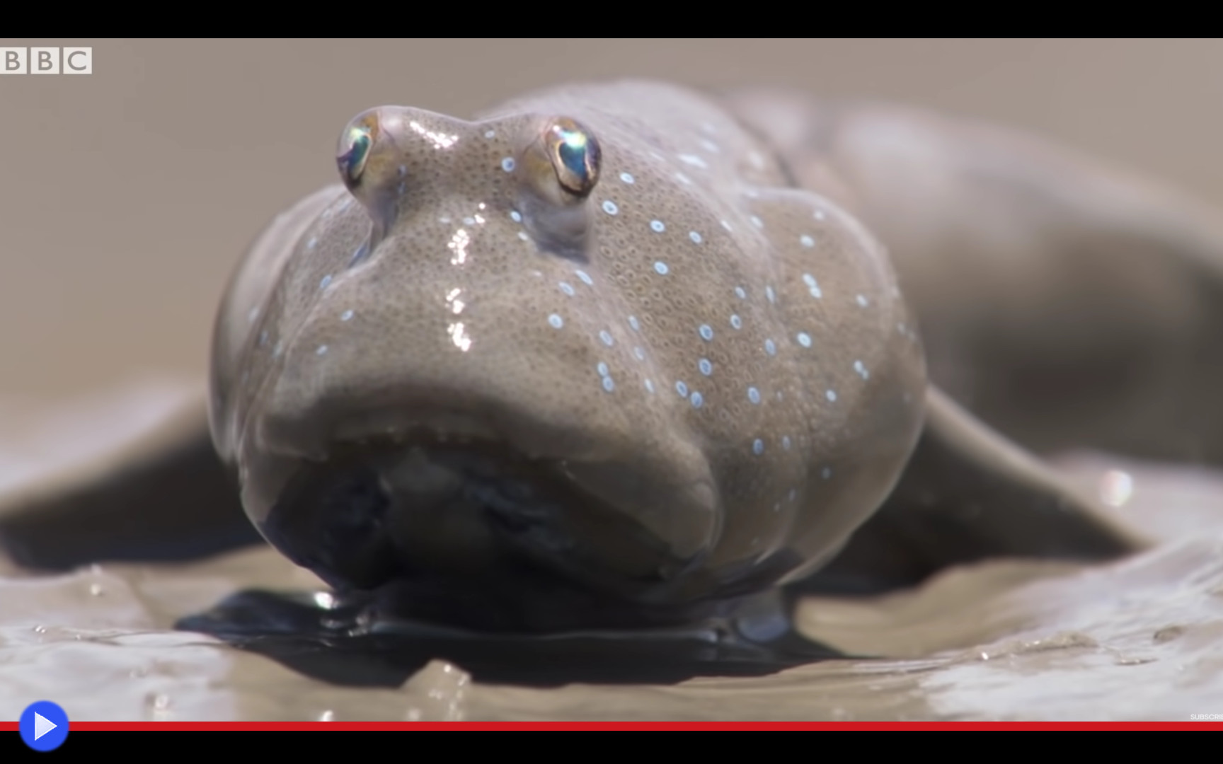 Il pesce ribelle che ha volutamente dimenticato i confini del mare - Il ...
