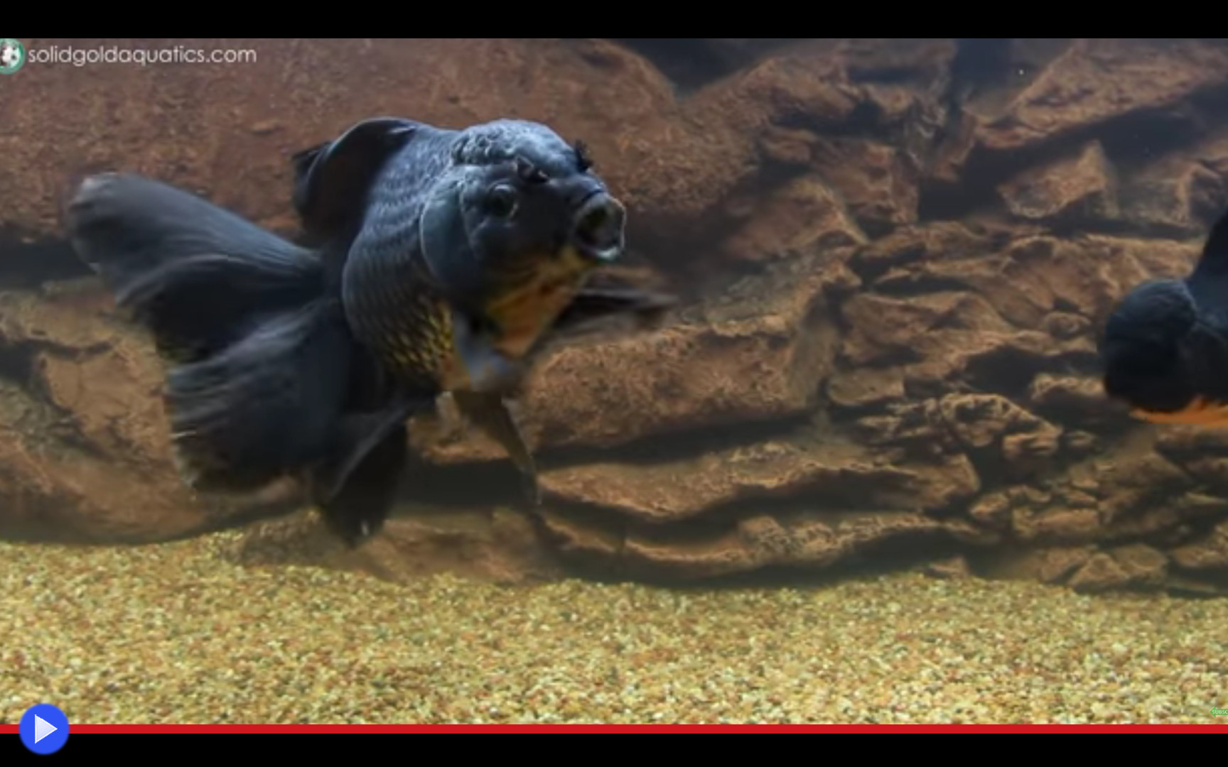 Chi lo guarda s'innamora: strano pesce "rosso" con la testa di una mora ...