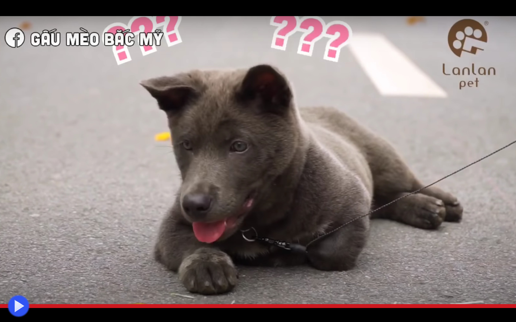 Lo sguardo dello strano cane che costituisce un incontro tra Oriente ed ...