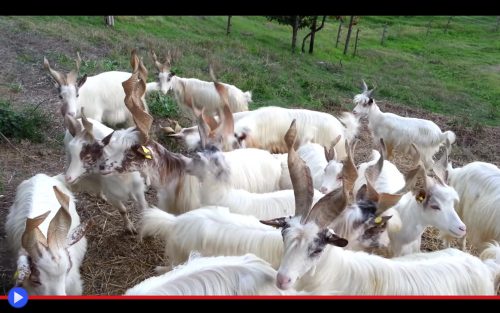 L'omerica trasferta della capra che seppe avvolgere le sue corna ...