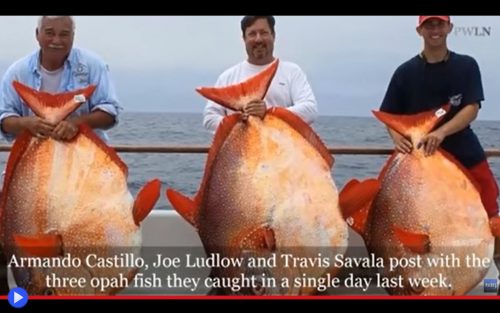 Si è spiaggiato il pesce tondo, che incarnava la tiepidità del mondo ...