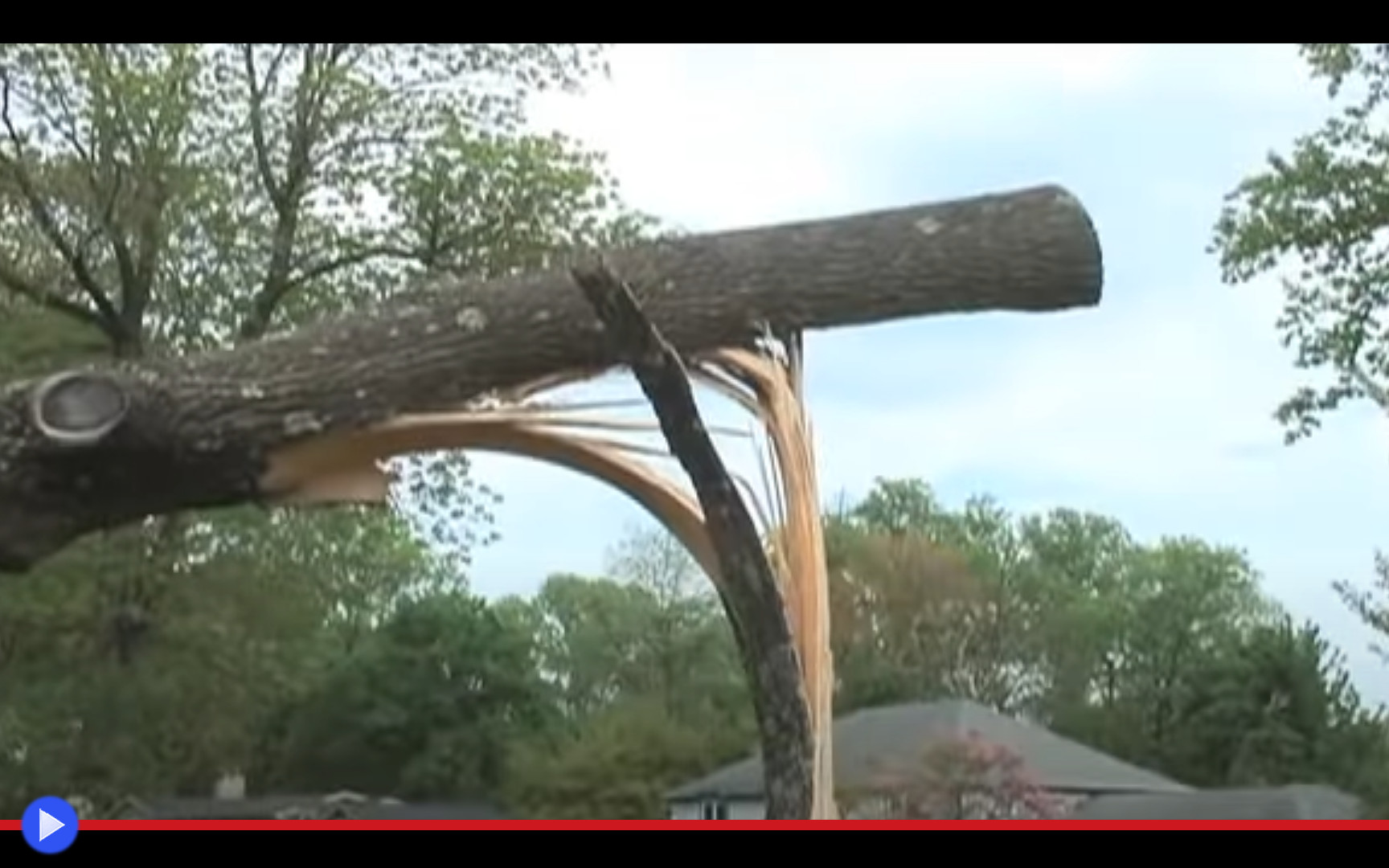 Il letale fenomeno che trasforma il tronco da tagliare nel braccio di ...