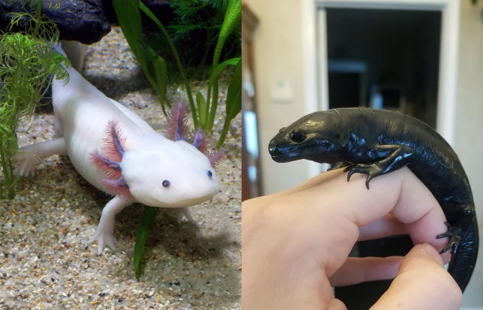Axolotl Fuori Dall'acqua