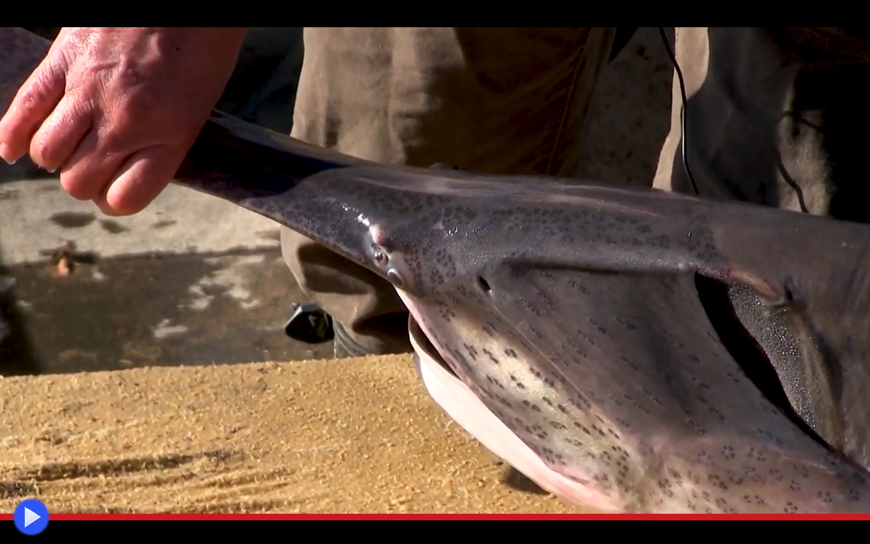 Il Polyodon americano e la funzione subacquea di un enorme naso ...