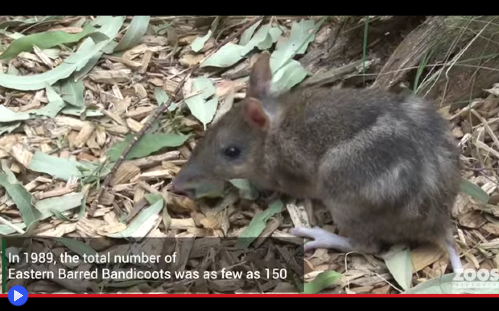 Storia di un successo: come il bandicoot è ritornato a popolare l ...
