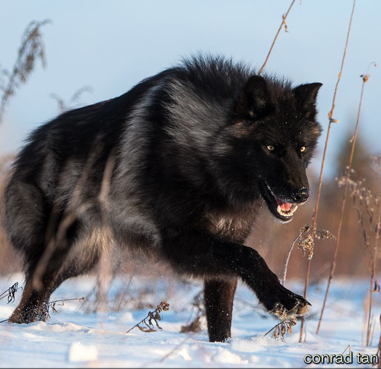 Il significato pratico e spirituale di un incontro con il lupo nero del ...