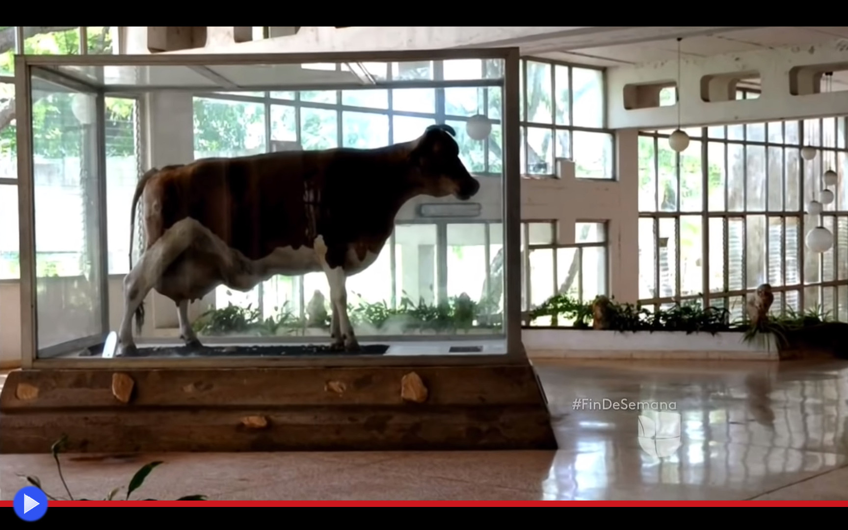 La saga della mucca creata geneticamente per salvare il popolo cubano ...