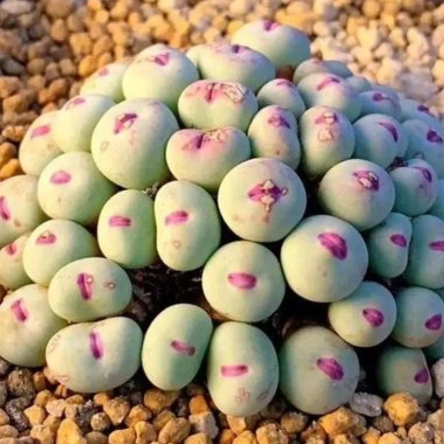 La piccola pianta che seduce con la perfezione del suo sorriso - Il ...