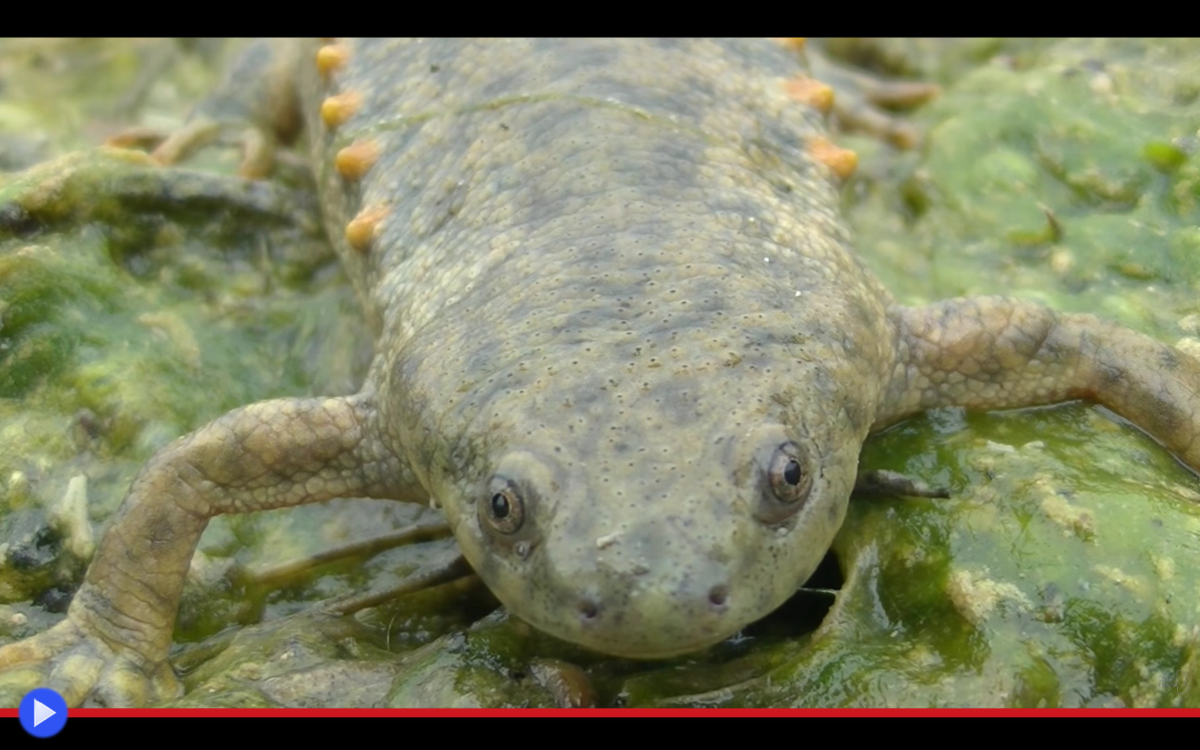 L'anfibio avvelenato che pugnala con le costole il palato dei suoi ...