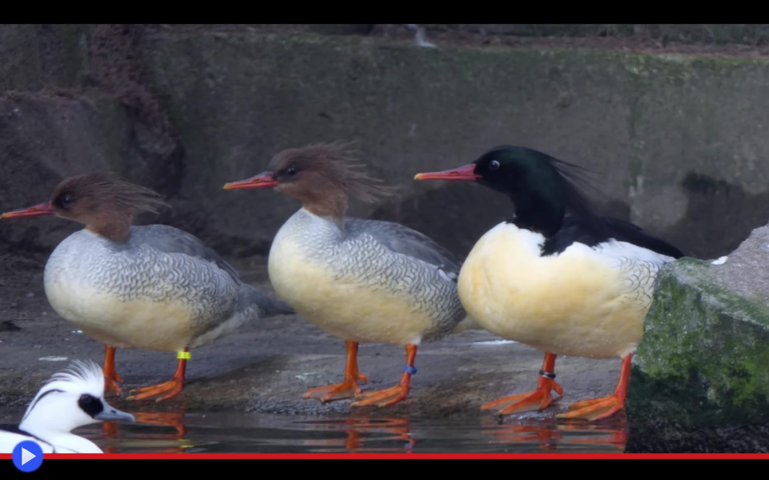 L'elegante anatra "di mare" che indossa i colori di Crudelia De Mon ...