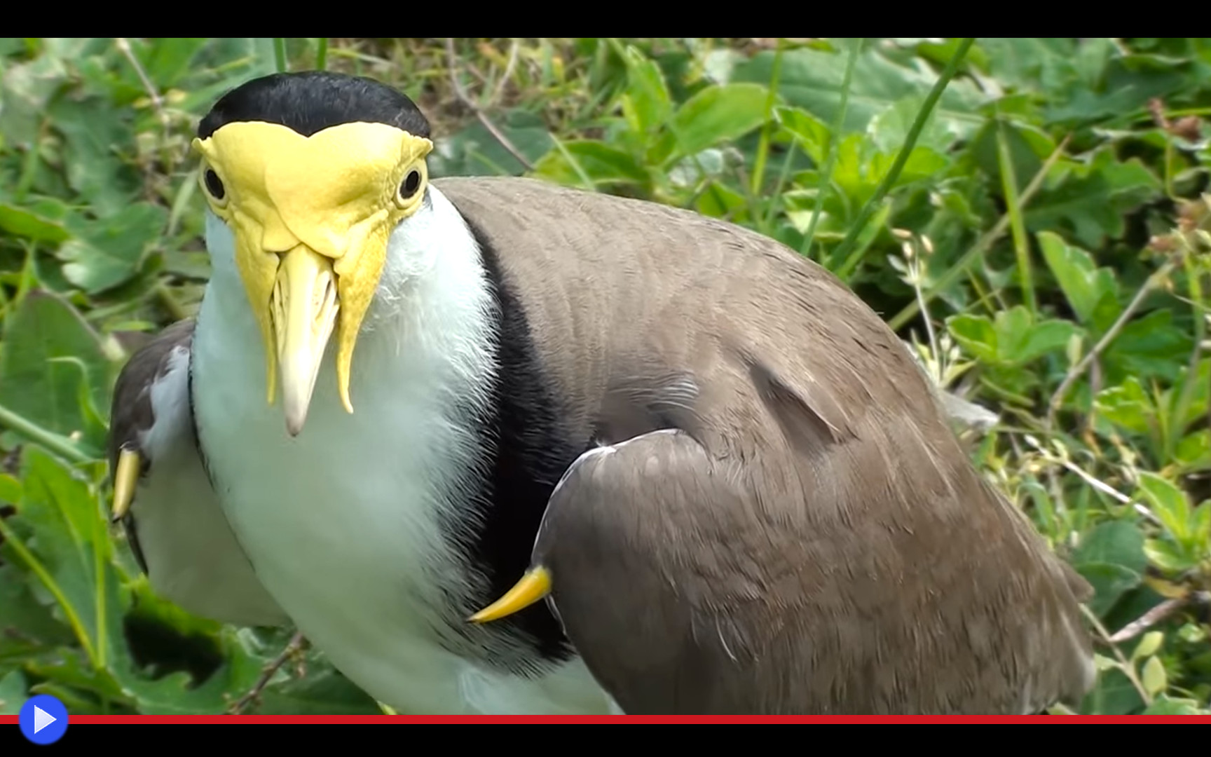 L'agguerrito uccello con due coltelli all'apice delle sue ali (e ...