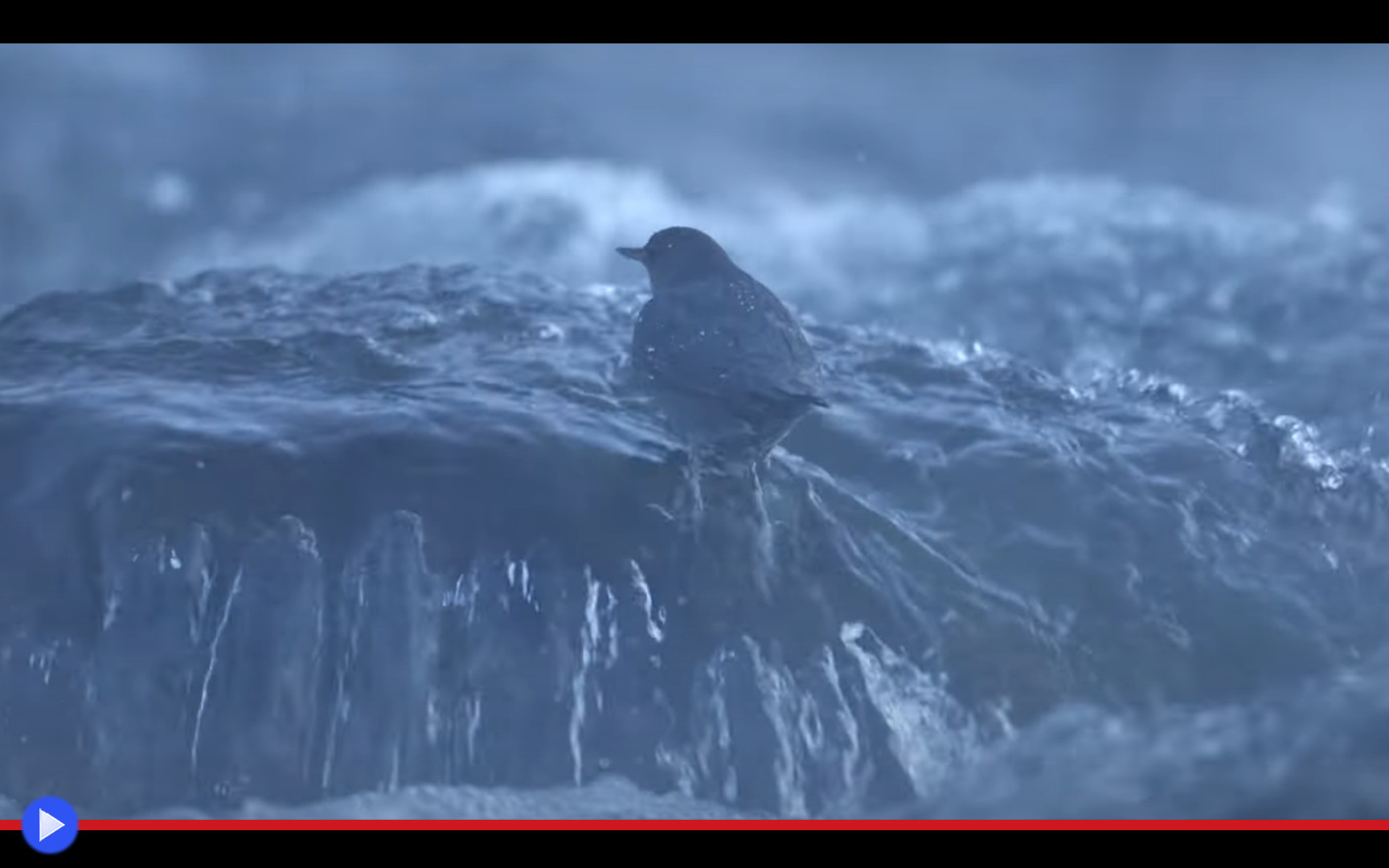 Il piccolo pennuto americano impervio all'energia della corrente ...