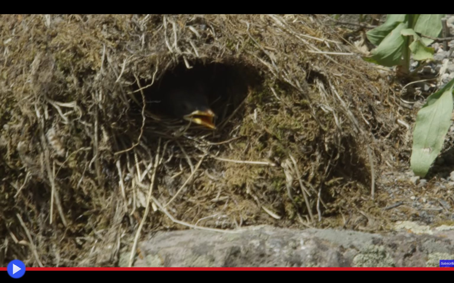 Il piccolo pennuto americano impervio all'energia della corrente ...
