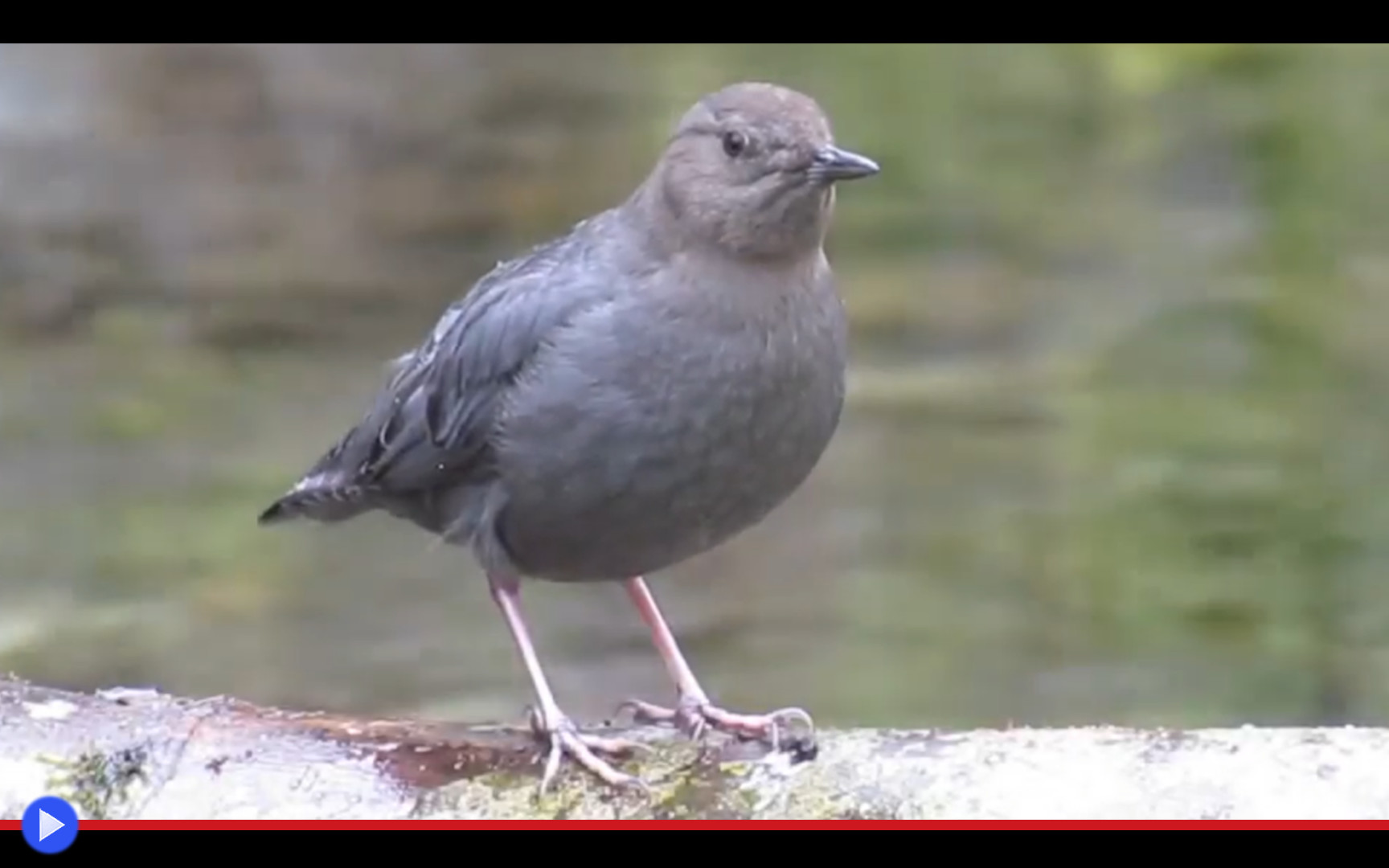 Il piccolo pennuto americano impervio all'energia della corrente ...