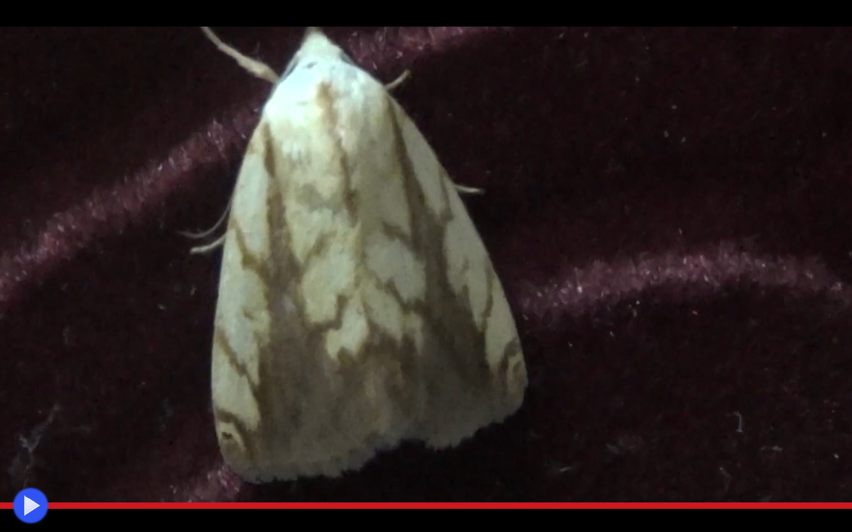 Il vantaggio pratico del bruco con la testa di due misure più grande ...