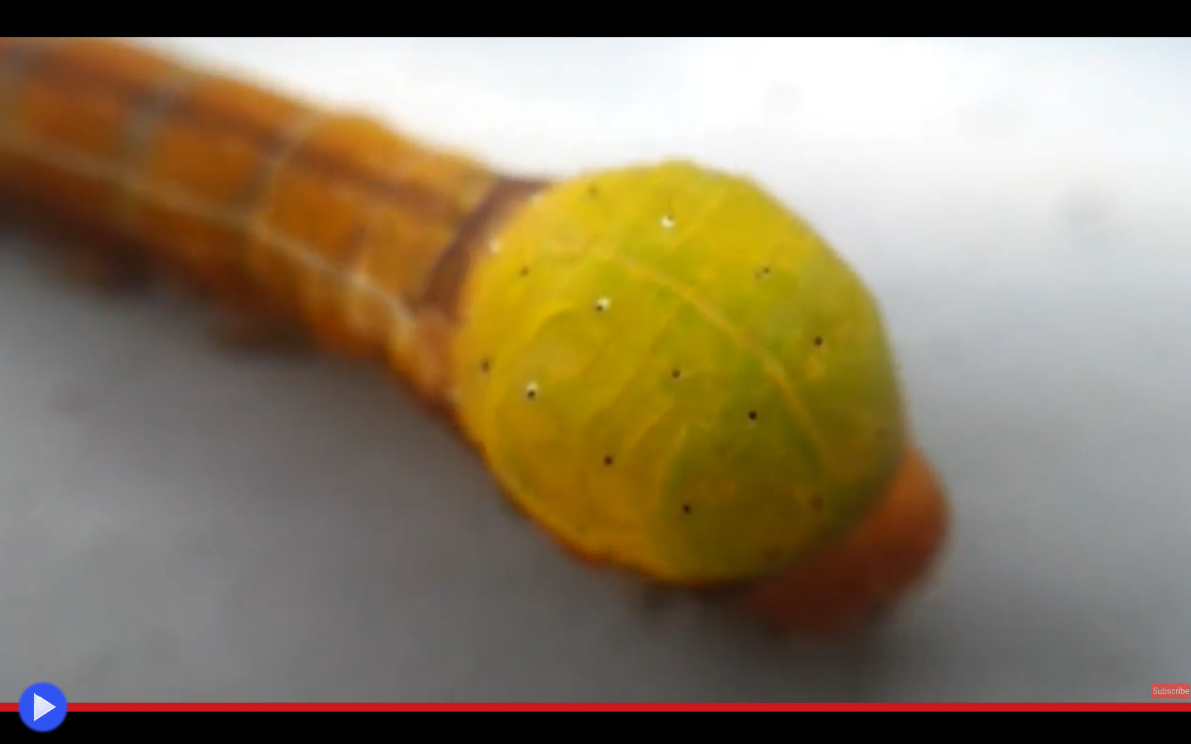 Il vantaggio pratico del bruco con la testa di due misure più grande ...