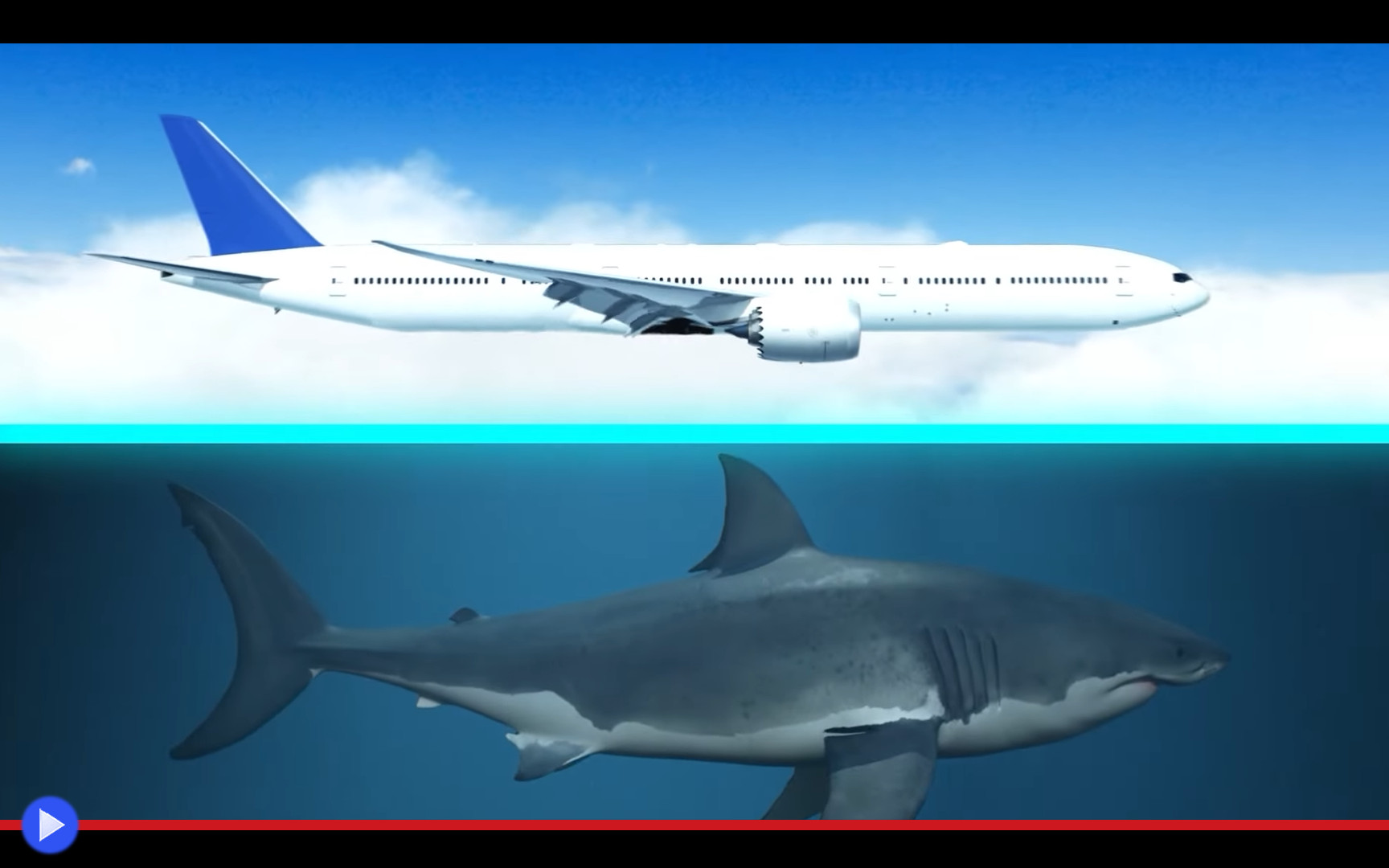 L'innovazione tecnologica della pelle di squalo volante - Il blog di ...