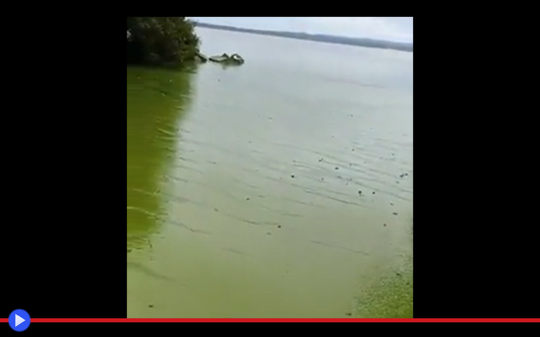 Il lago Neagh, declino di un ecosistema ricoperto da 30 cm di ...
