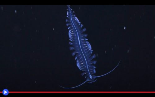 L'atletico miriapode, piccolo Leviatano fluttuante dei mari - Il blog ...