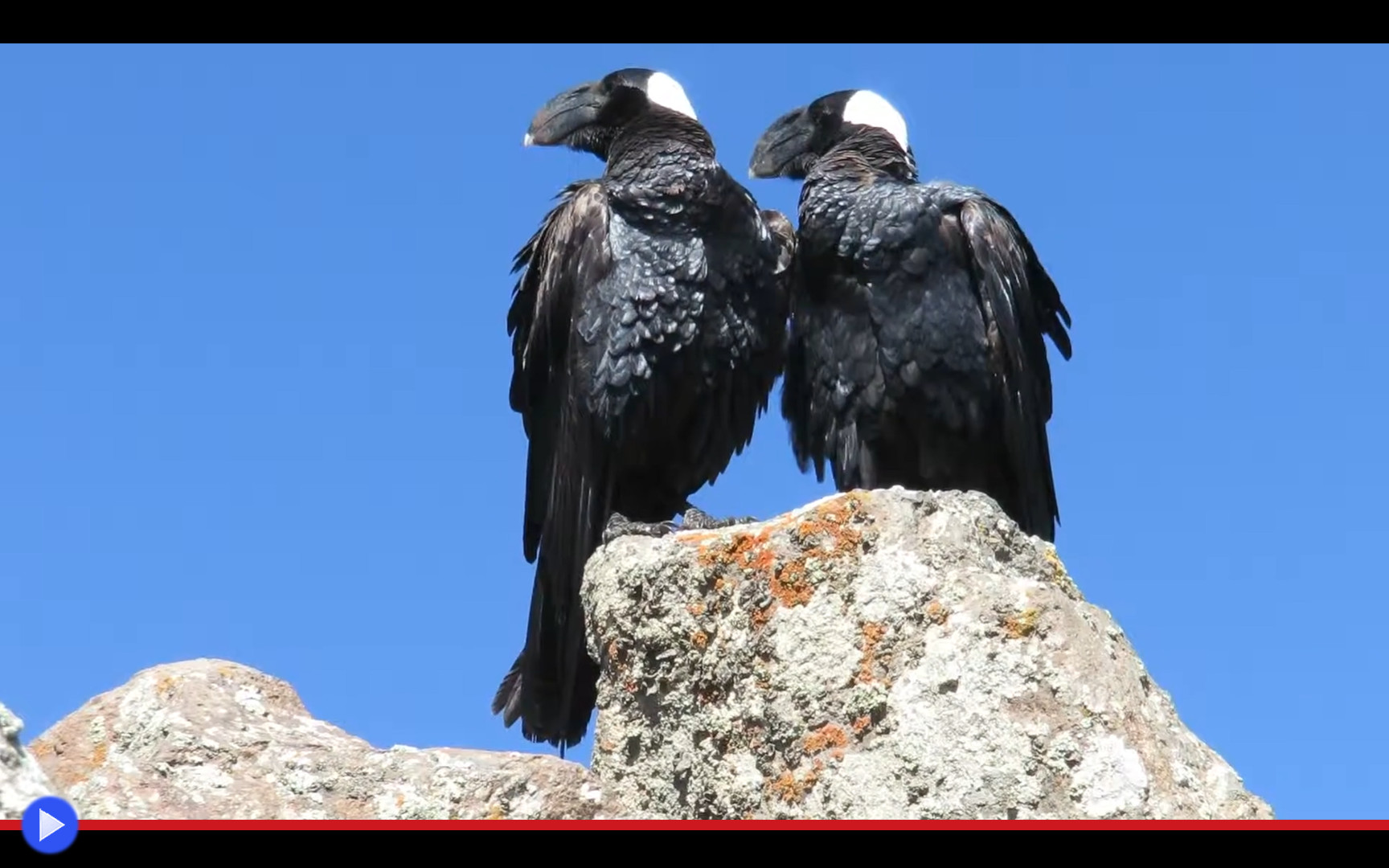 La risata del corvo abissino, attrezzato dinosauro tra i passeriformi ...