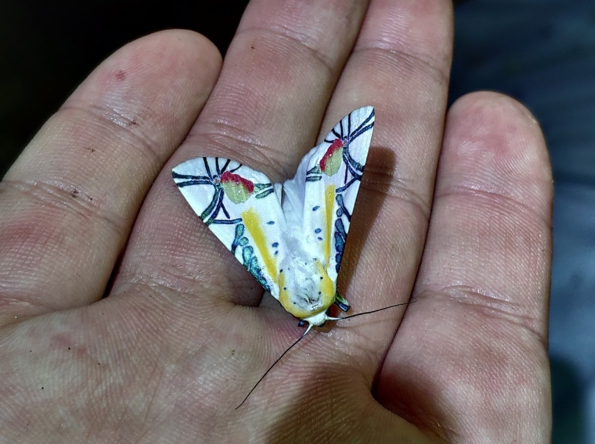 Oh, pittore per antonomasia: qual mirabile pennello ha tinto l'ali di ...